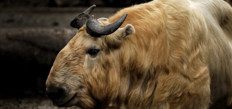 Animals of Bhutan | TravellersQuest
